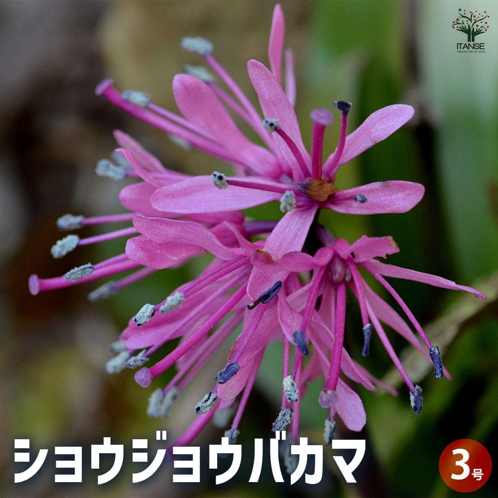 【楽天市場】ITANSE ショウジョウバカマ 花苗 3号ポット 花苗 花 苗 猩々袴 ガーデニング プランター 寄植え ベランダ栽培 送料無料 即納：植物販売のITANSE楽天市場店