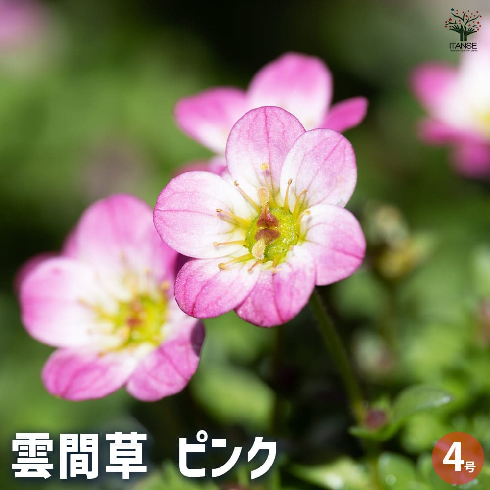 【楽天市場】ITANSE 雲間草 ( クモマグサ ) ピンク 花木苗 4号鉢 クモマソウ 洋種クモマグサ 西洋クモマグサ 寄せ植え 送料無料 即納：植物販売のITANSE楽天市場店