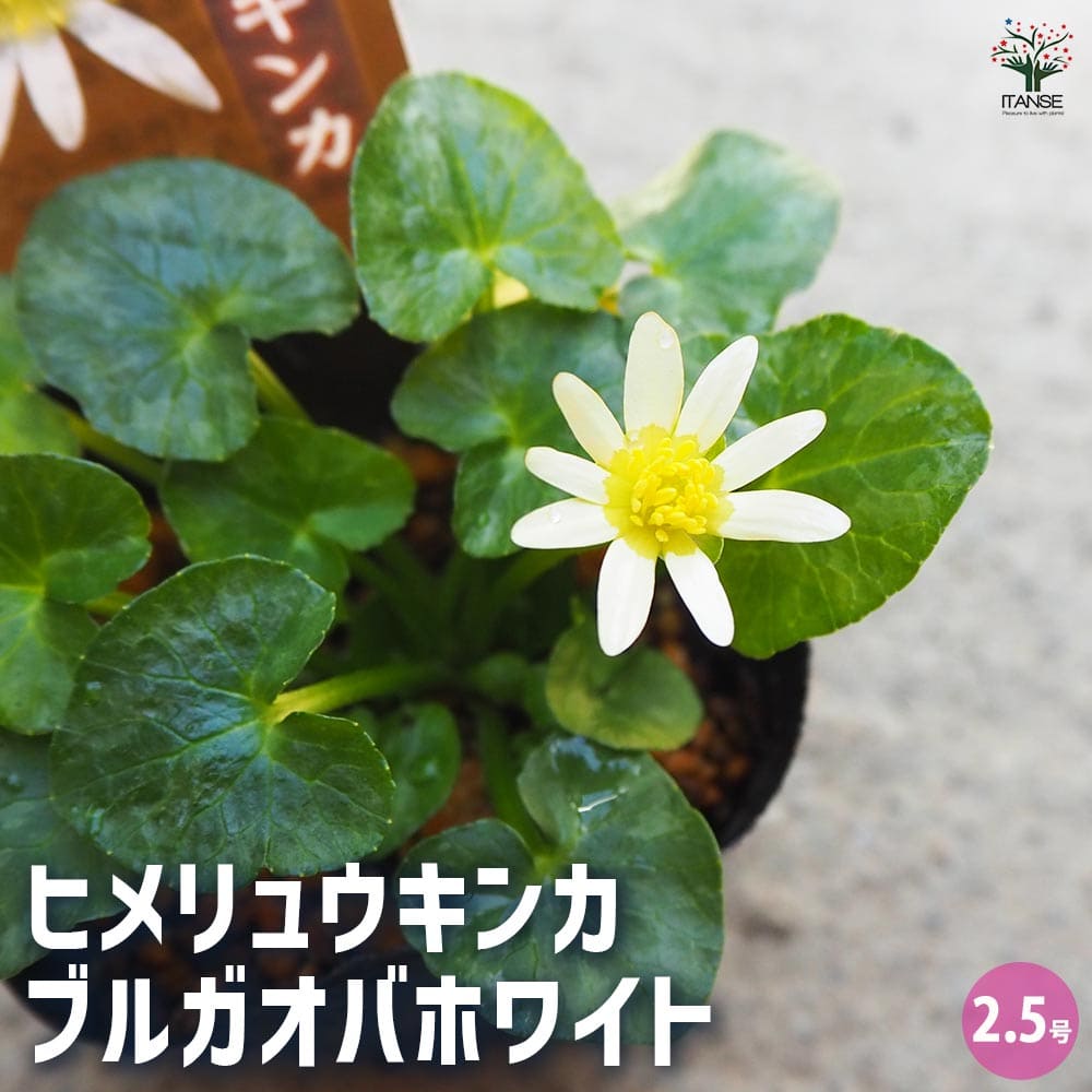 【楽天市場】ITANSE ヒメリュウキンカ ブルガオバホワイト 花苗 2.5号 花苗 花木 花の苗 キンポウゲ 多年草 球根 球根植物 植木 庭木 寄せ植え 送料無料 即納：植物販売の ...