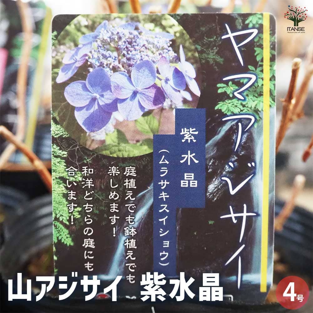 【楽天市場】【送料無料】山アジサイ 紫水晶 花木苗 4号 花木 花木の苗 花の苗 ヤマアジサイ 山紫陽花 沢紫陽花 送料無料 即納：植物販売のITANSE楽天市場店