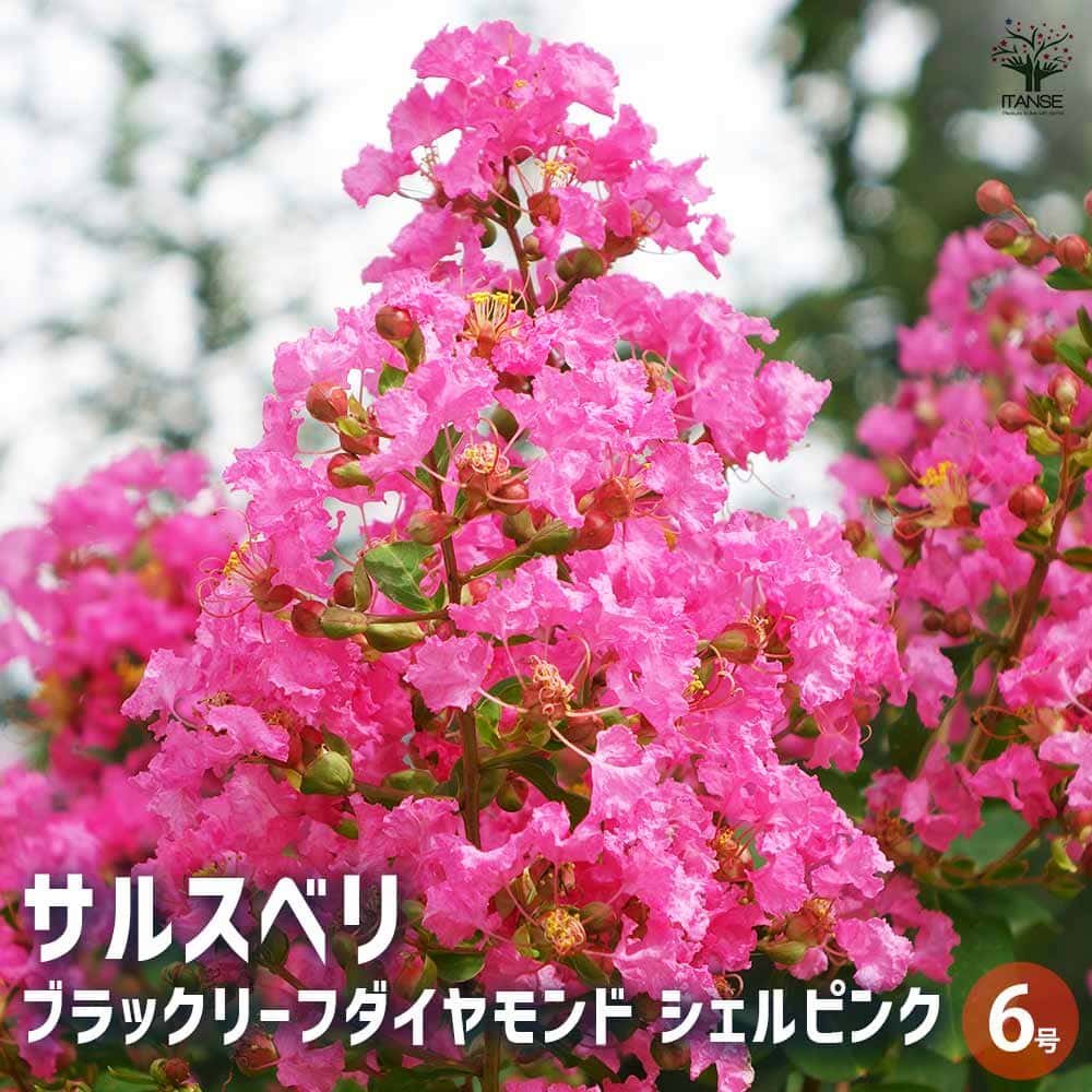 【楽天市場】ITANSE サルスベリ ブラックリーフD シェルピンク 花木苗 6号 1個売り 百日紅 ヒャクジツコウ 花木 花の木 花木の苗 外 コンパクト 鉢植え 地植え 送料無料 即納 ...