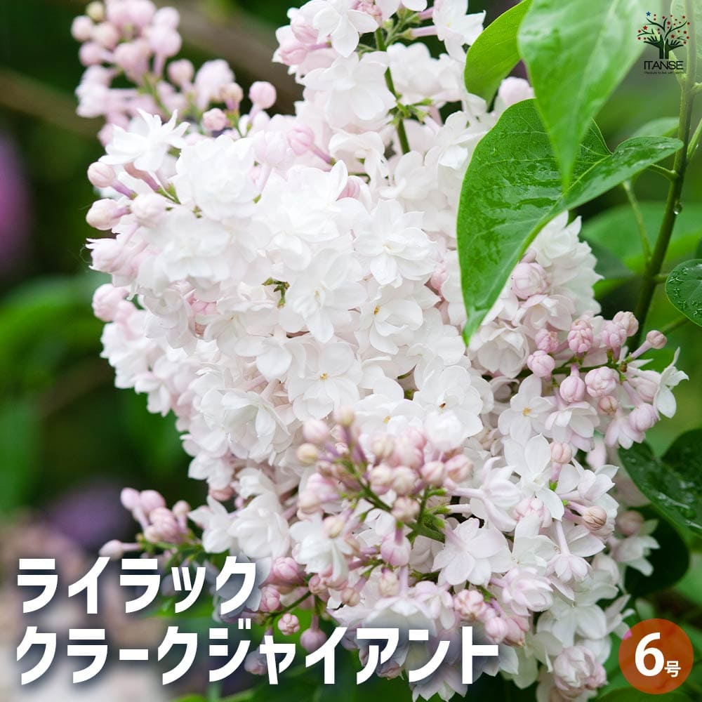 【楽天市場】【マラソン期間★ポイント5倍】ライラック クラークジャイアント 花木苗 6号 1個売り 花木 花木苗 園芸品種 観賞用 紫花 ガーデニング 送料無料 即納：植物販売のITANSE楽天市場店