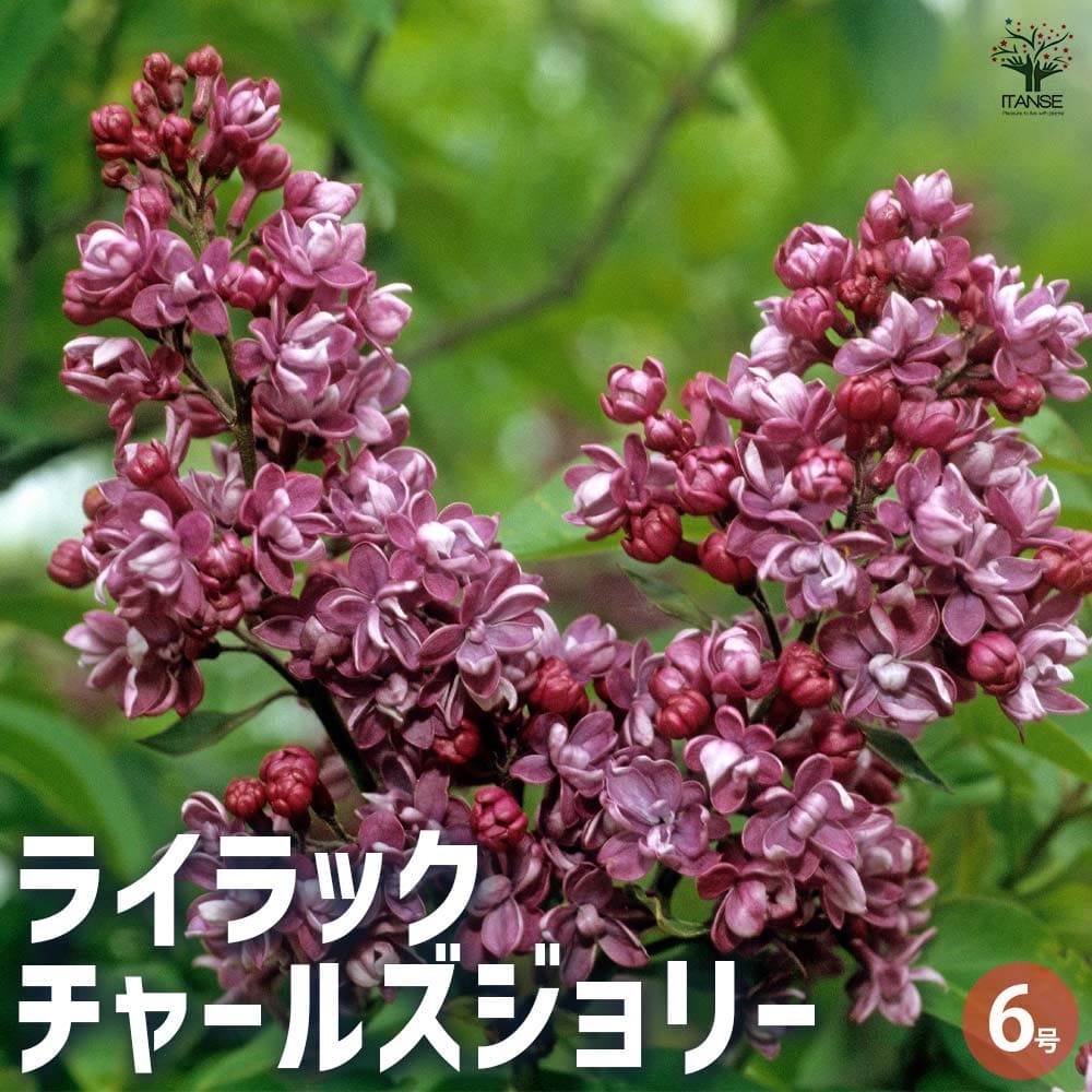 【楽天市場】【ポイント2倍★マラソン期間】ライラック チャールズジョリー 花木苗 6号 1個売り 花木 花木苗 園芸品種 観賞用 紫花 ガーデニング 送料無料 即納：植物販売のITANSE楽天市場店