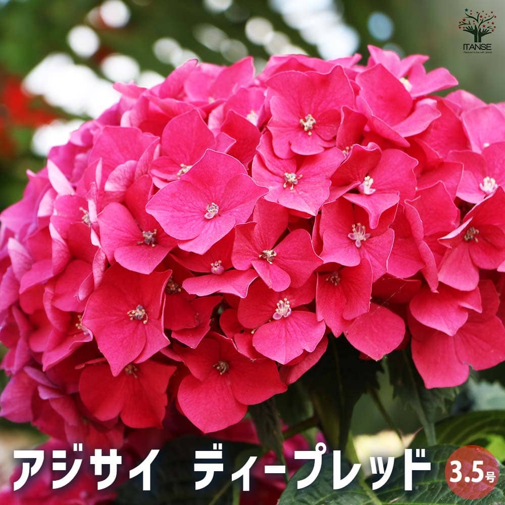 【楽天市場】ITANSE アジサイ ディープレッド 花木苗 3.5号 あじさい苗 あじさい アジサイ苗 アジサイの苗 紫陽花 送料無料 即納：植物販売のITANSE楽天市場店