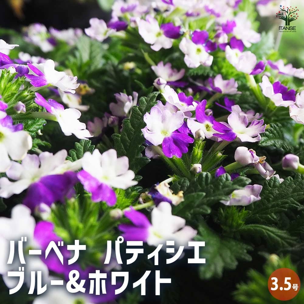 【楽天市場】ITANSE 宿根バーベナ パティシエ ブルー&ホワイト 花苗 3.5号 Verbena 耐寒性多年草 寄植え 寄せ植え 花の種 花苗 花の苗 花木 植木 庭木 送料無料 即納 ...