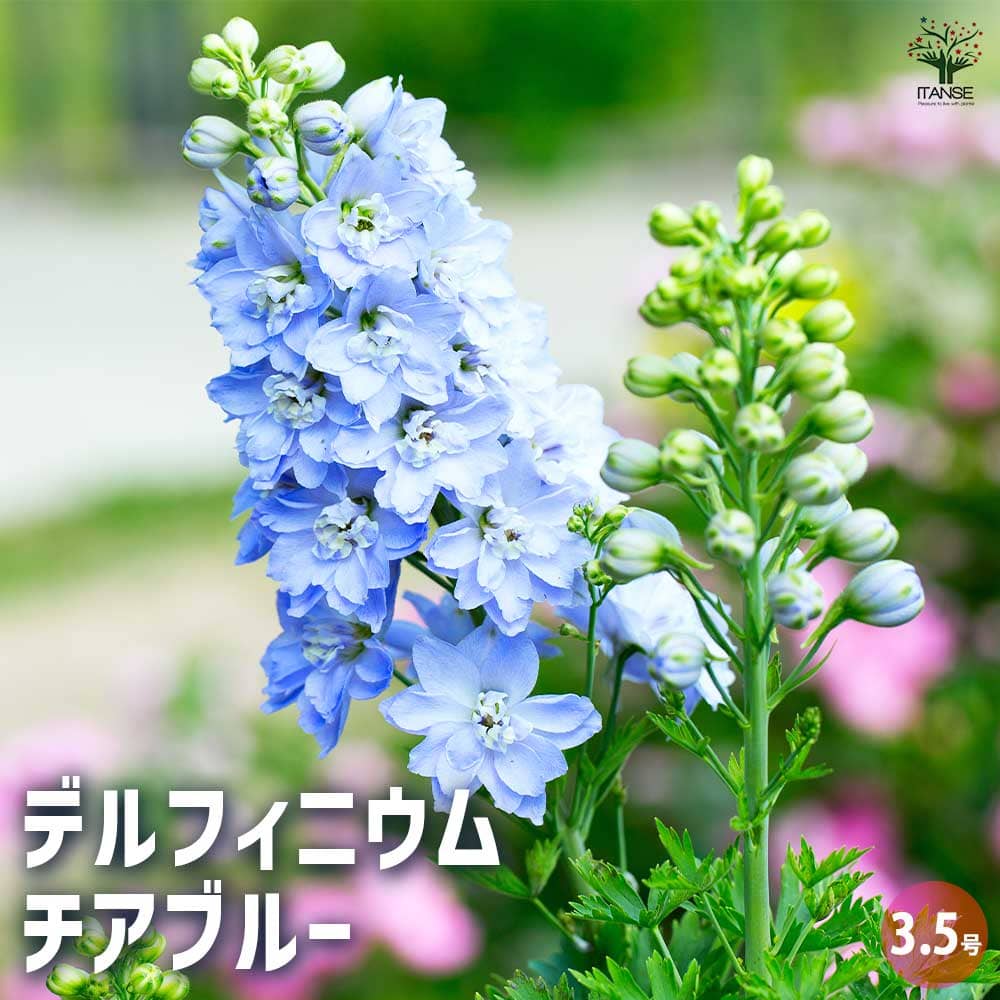 【楽天市場】ITANSE デルフィニウム チアブルー 花苗 3.5号 花苗 花の苗 デルフィニウム デルフィニュウム デルフィニューム キンポウゲ 送料無料 即納：植物販売のITANSE楽天市場店