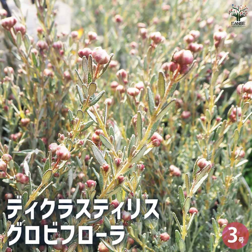 【楽天市場】ITANSE ディクラスティリス グロビフローラ 花苗 3号 花木の苗 花苗 花の苗 花 苗 シソ ドライフラワー カラーリーフ 送料無料 即納：植物販売のITANSE楽天市場店