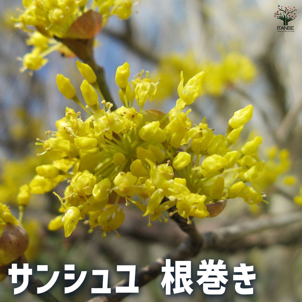 【楽天市場】ITANSE サンシュユ 根巻き 花木苗 なし 1個売り 山茱萸 ハルコガネバナ アキサンゴ サンシュユ カラーリーフ 苗木 花木 庭木 送料無料 即納：植物販売のITANSE楽天市場店