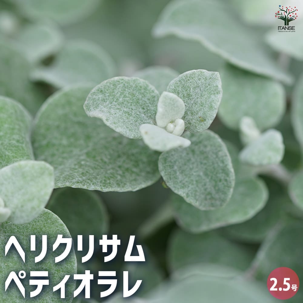 【楽天市場】ITANSE ヘリクリサム ペティオラレバリエガータ 花木苗 2.5号 カラーリーフ 花の苗 グランドカバー ハンキング 送料無料 即納：植物販売のITANSE楽天市場店