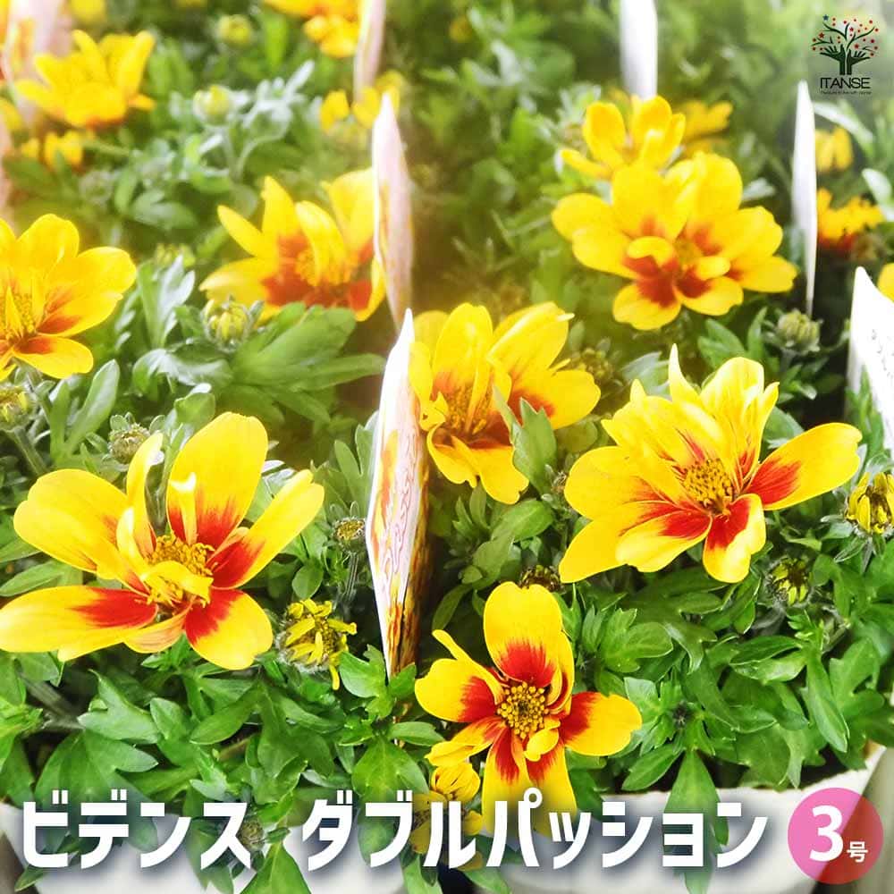 【楽天市場】ITANSE ビデンス ダブルパッション 花苗 3号 ビデンス ゴールデンエンパイア、ハッピーエンパイアビデンス、ウィンターコスモス 送料無料 即納：植物販売のITANSE楽天市場店