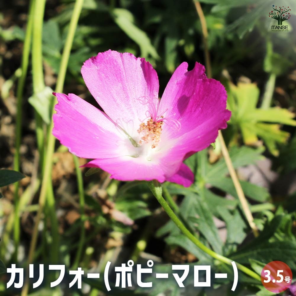 【楽天市場】ITANSE カリフォー ( ポピーマロー ) 花苗 3.5号 耐寒性 宿根草 北アメリカ ワインカップ バッファロー ローズ カリロエ カリホー 送料無料 即納：植物販売の ...