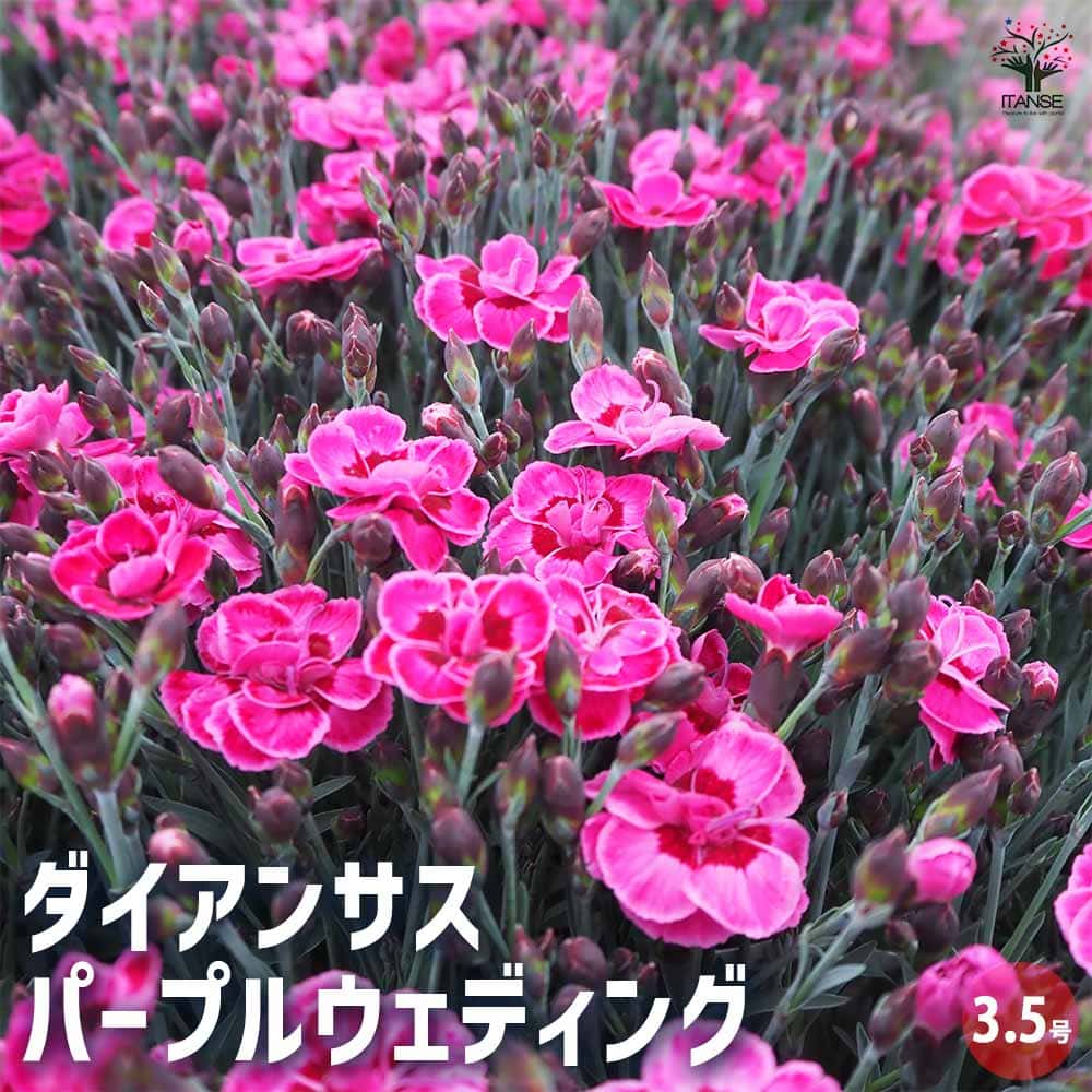 【楽天市場】ITANSE ダイアンサス パープルウェディング 花苗 3.5号 花苗 花の苗 花 苗 ガーデニング 送料無料 即納：植物販売のITANSE楽天市場店