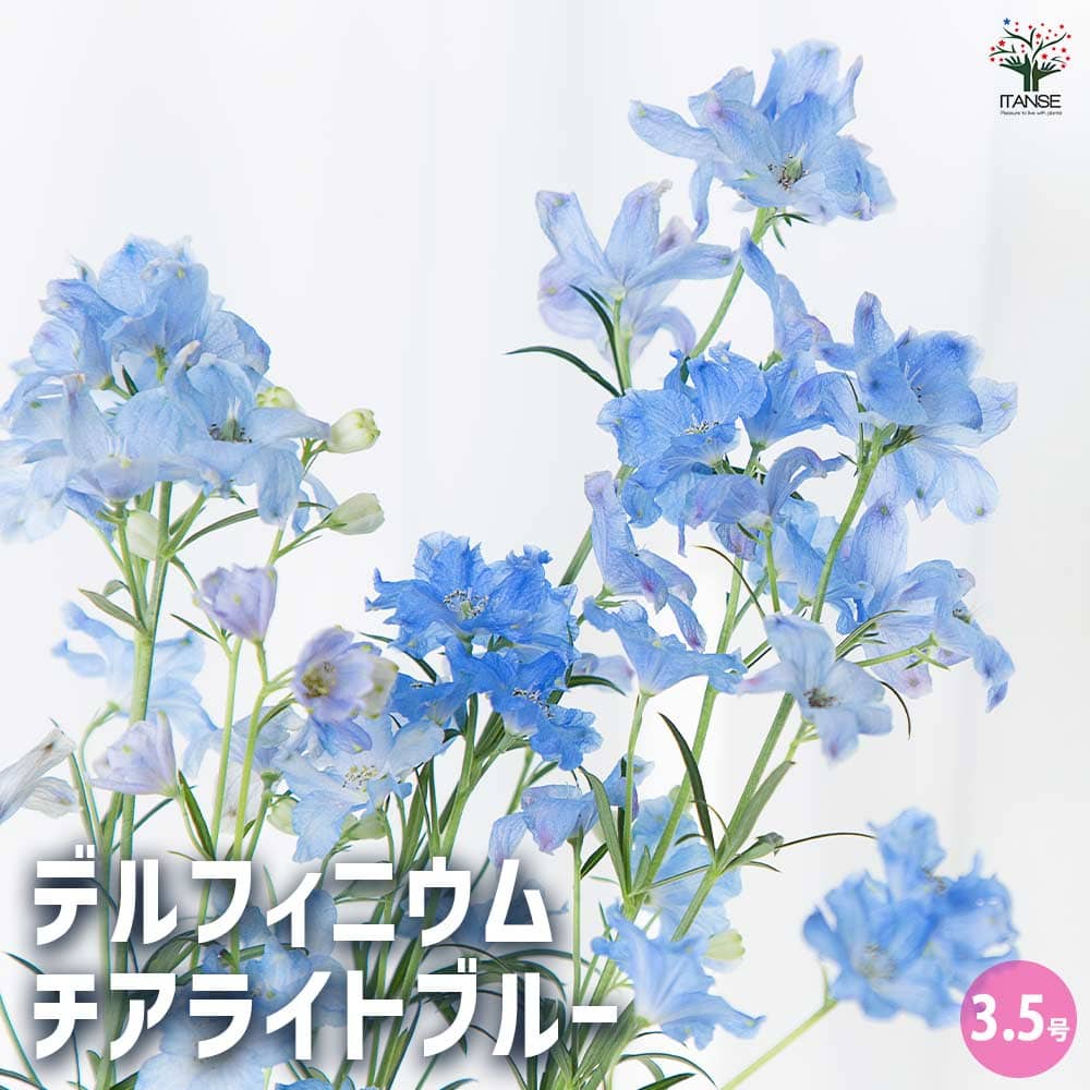 【楽天市場】ITANSE デルフィニウム チアライトブルー 花苗 3.5号 花苗 花の苗 デルフィニウム デルフィニュウム デルフィニューム キンポウゲ 送料無料 即納：植物販売のITANSE ...