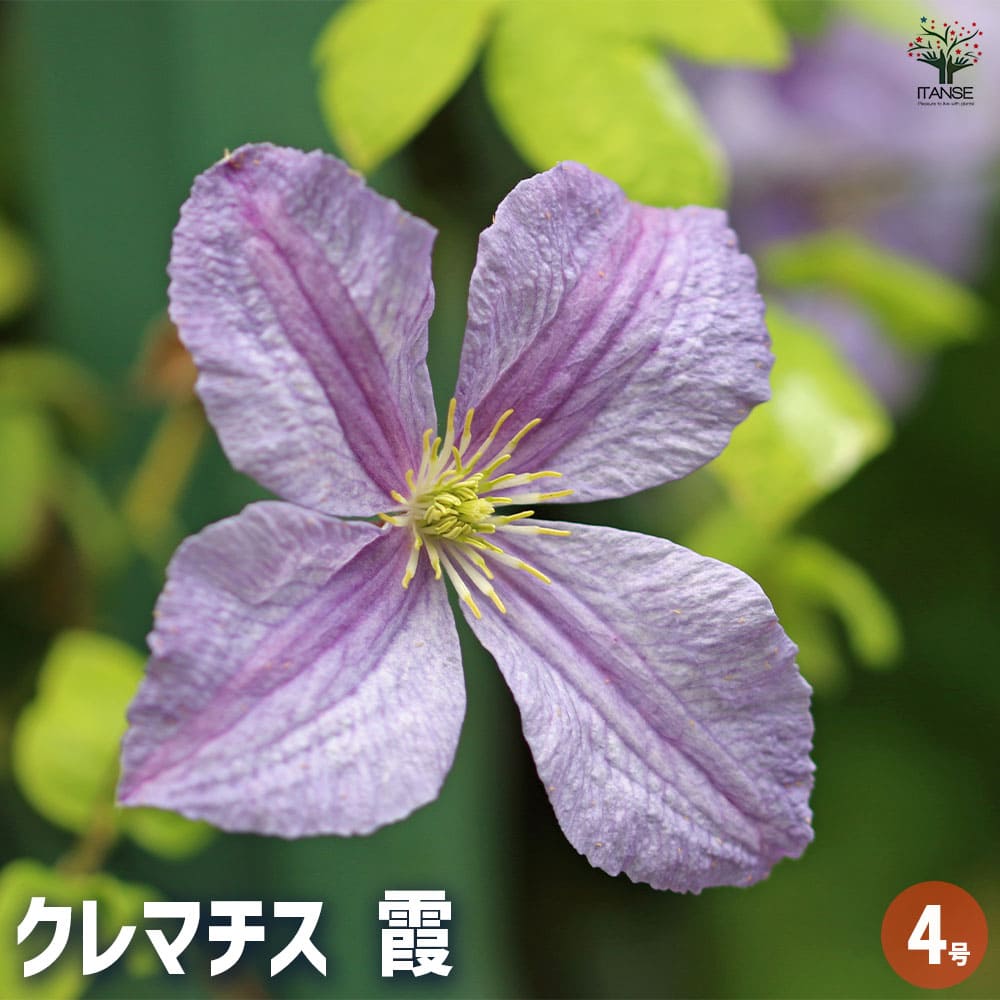 【楽天市場】【送料無料】クレマチス 霞(かすみ) 【 花苗 4号／1個売り 】 花の苗 花木の苗 花木 風車 カザグルマ 鉄線 テッセン：植物販売のITANSE楽天市場店