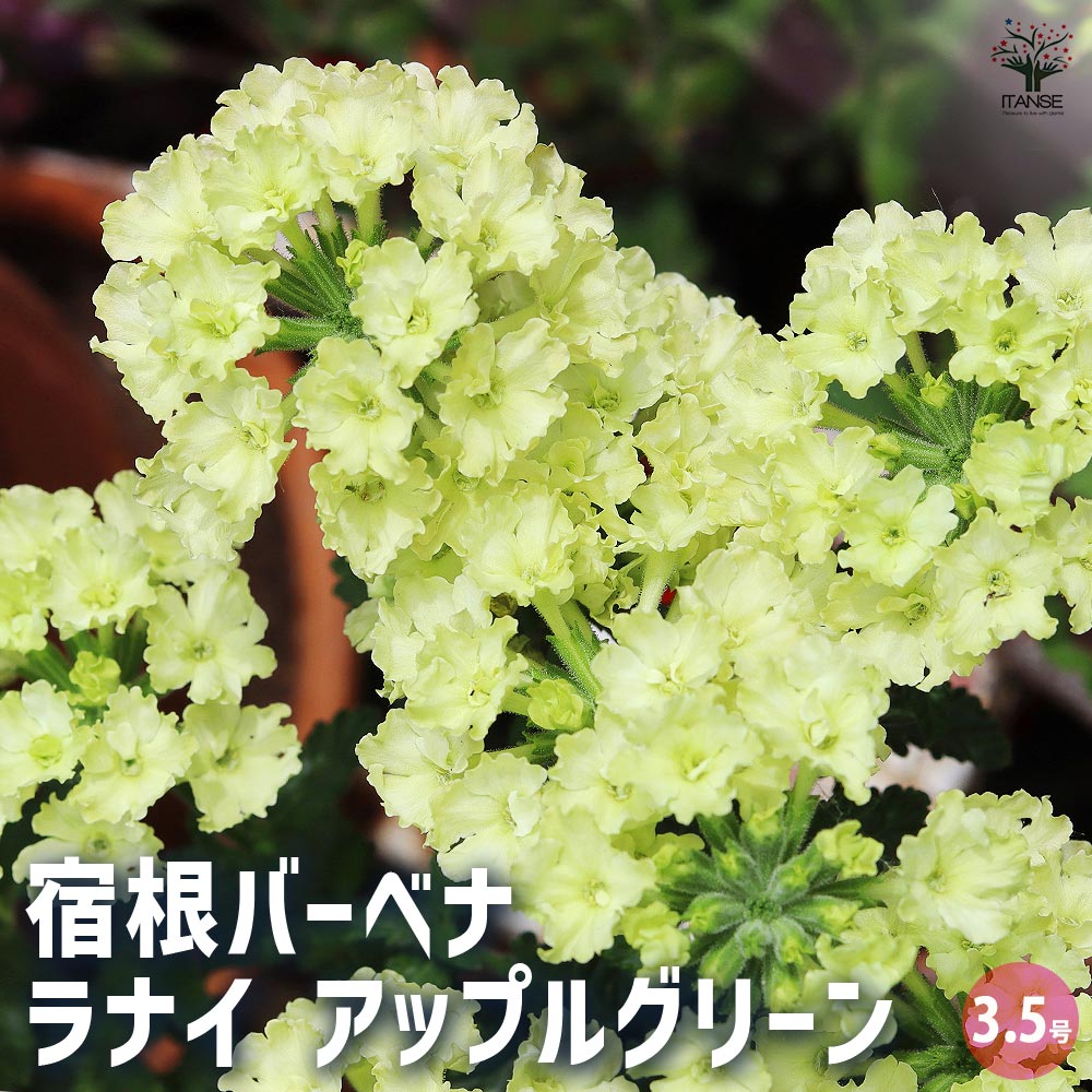 【楽天市場】ITANSE 宿根バーベナ ラナイ アップルグリーン 花苗 3.5号 Verbena 耐寒性多年草 寄植え 寄せ植え 花の種 花苗 花の苗 花木 植木 庭木 送料無料 即納：植物 ...