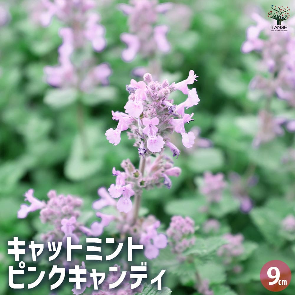 【楽天市場】ITANSE キャットミント ピンクキャンディ ハーブの苗 9cmポット ネペタ イヌハッカ 耐寒性 ハーブ ハーブの苗 花苗 花の苗 丈夫 ガーデニング 送料無料 即納：植物販売 ...