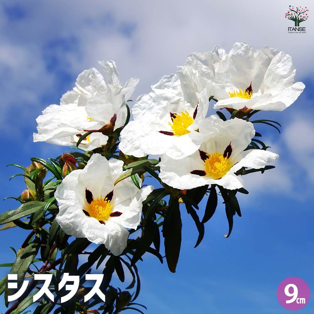 【楽天市場】ITANSE シスタス ハーブの苗 9cmポット herb ハーブ ハーブ苗 ガーデニング 家庭菜園 送料無料 即納：植物販売のITANSE楽天市場店