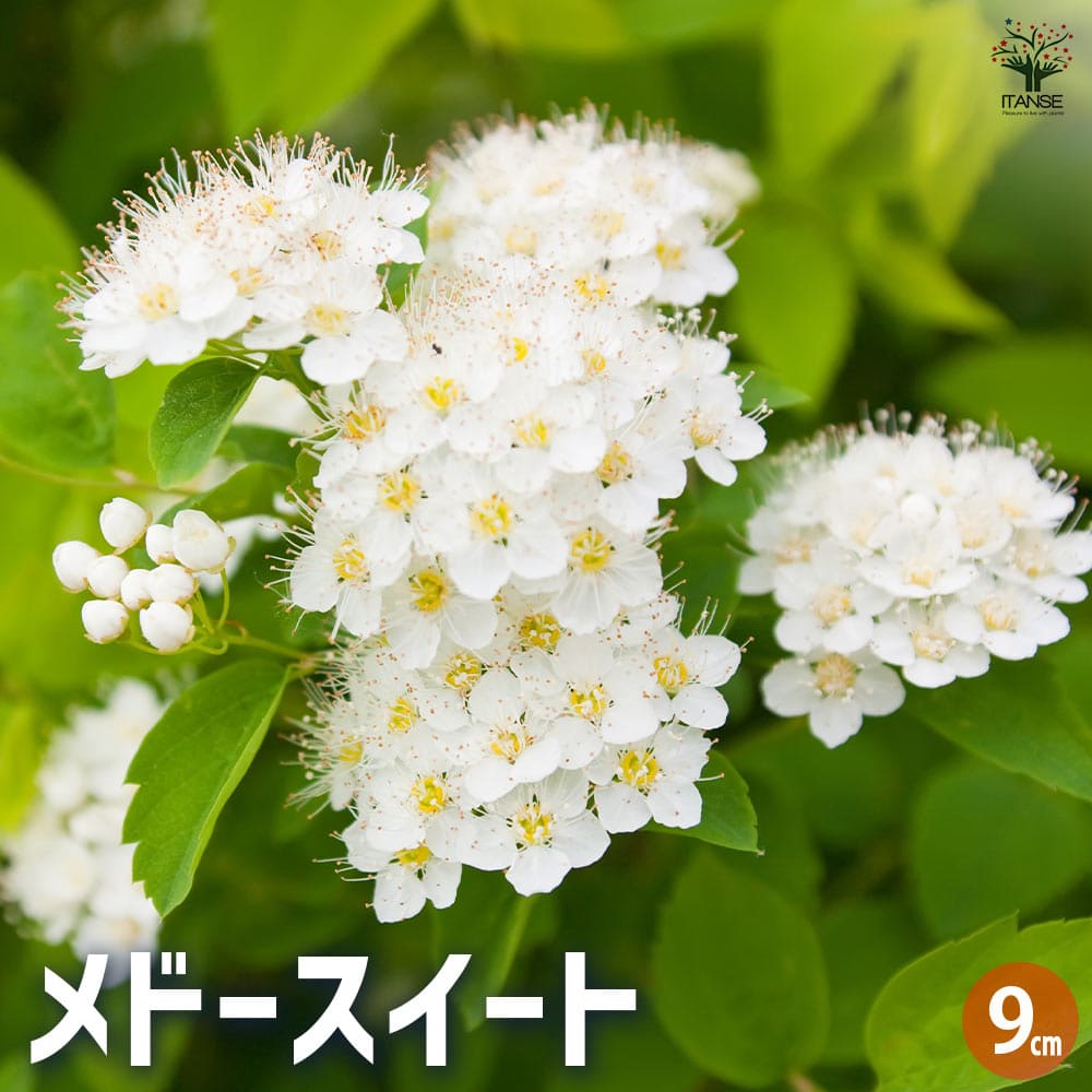 【楽天市場】【ポイント2倍★マラソン期間】メドースイート ハーブの苗 9cmポット herb ハーブ ハーブ苗 ガーデニング 家庭菜園 送料無料 即納：植物販売のITANSE楽天市場店