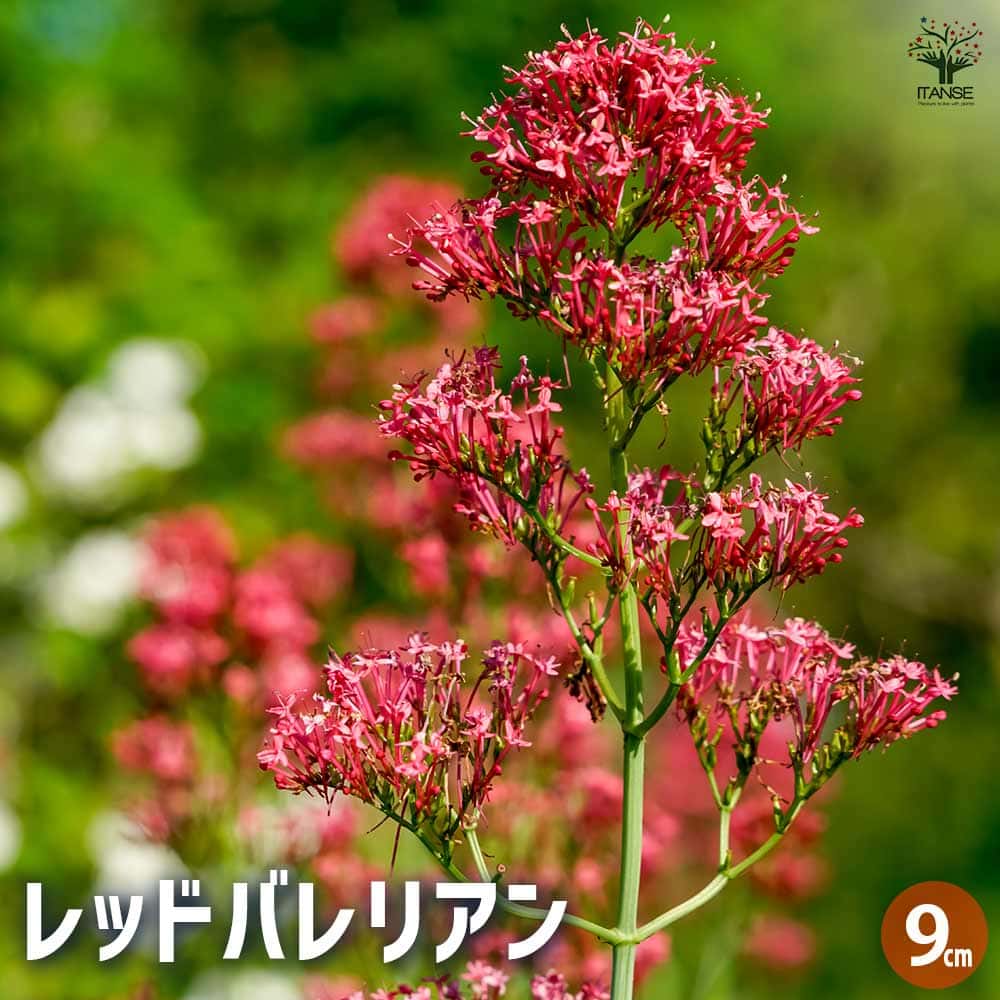 【楽天市場】【送料無料】レッドバレリアン ハーブの苗 9cmポット herb ハーブ ハーブ苗 ガーデニング 家庭菜園 送料無料 即納：植物販売のITANSE楽天市場店