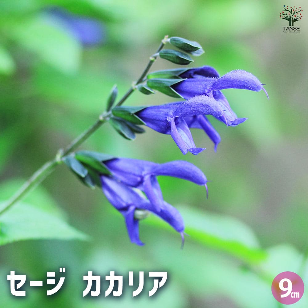 【楽天市場】ITANSE セージ カカリア ハーブの苗 9cmポット 食用ハーブ 消化 抗菌 ヤクヨウサルビア 薬用サルビア ガーデニング 送料無料 即納：植物販売のITANSE楽天市場店