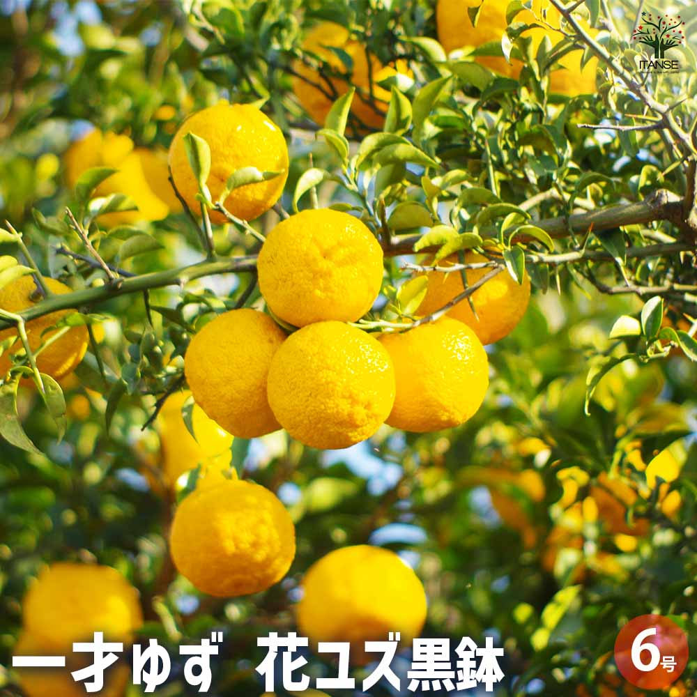【楽天市場】【送料無料】一才ゆず 花ユズ 黒鉢 果樹の苗木 6号 1個売り 花柚子 ハナユズ 一才柚子 果樹苗 柑橘 送料無料 即納：植物販売のITANSE楽天市場店