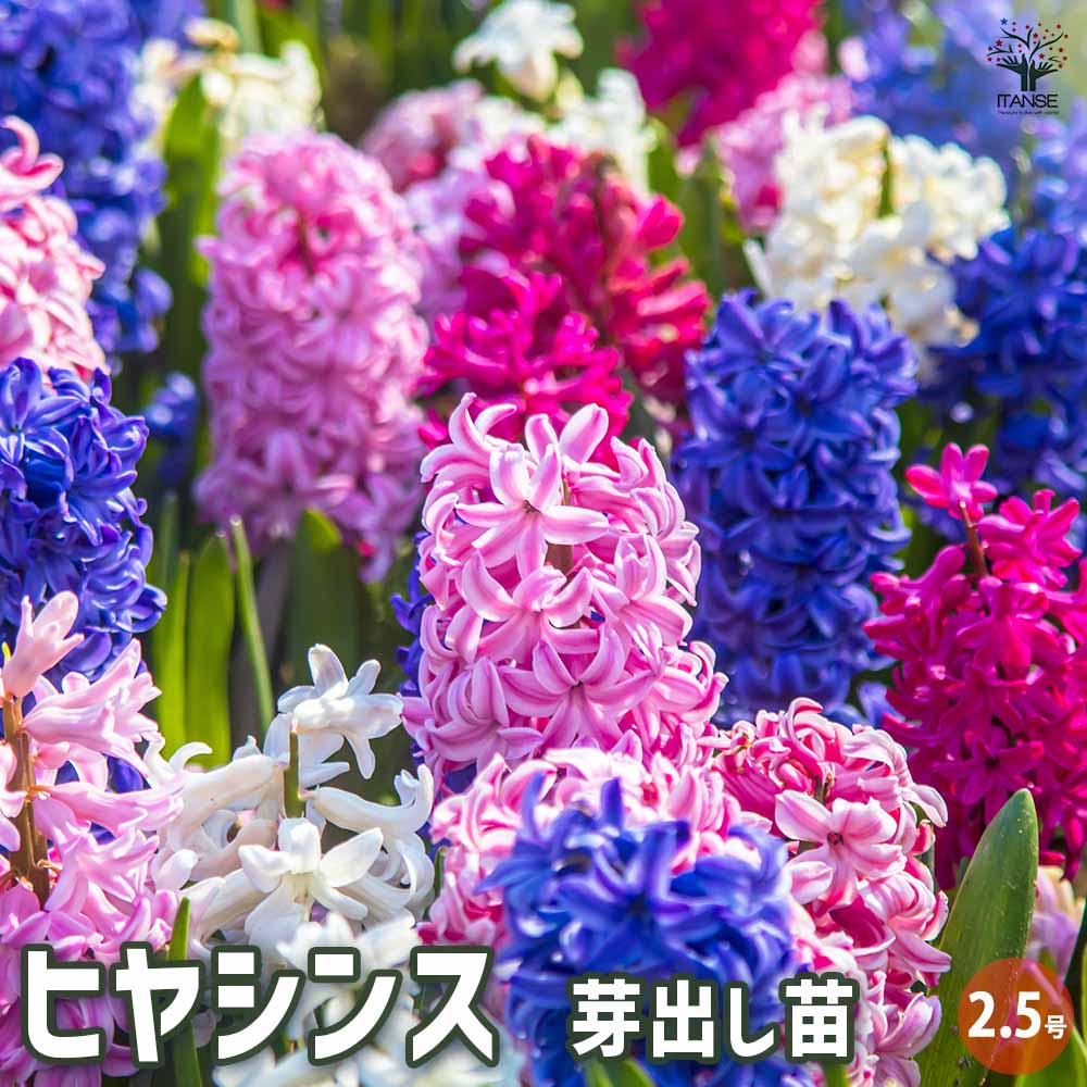 【楽天市場】ITANSE ヒヤシンス 花苗 2.5号ポット 球根の花 鉢植え 地植え ガーデニング プレゼント 送料無料 即納：植物販売のITANSE楽天市場店