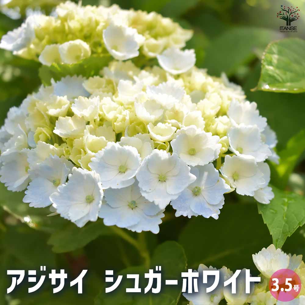 【楽天市場】ITANSE アジサイ シュガーホワイト 花木苗 3.5号 あじさい苗 あじさい アジサイ苗 アジサイの苗 紫陽花 送料無料 即納：植物販売のITANSE楽天市場店