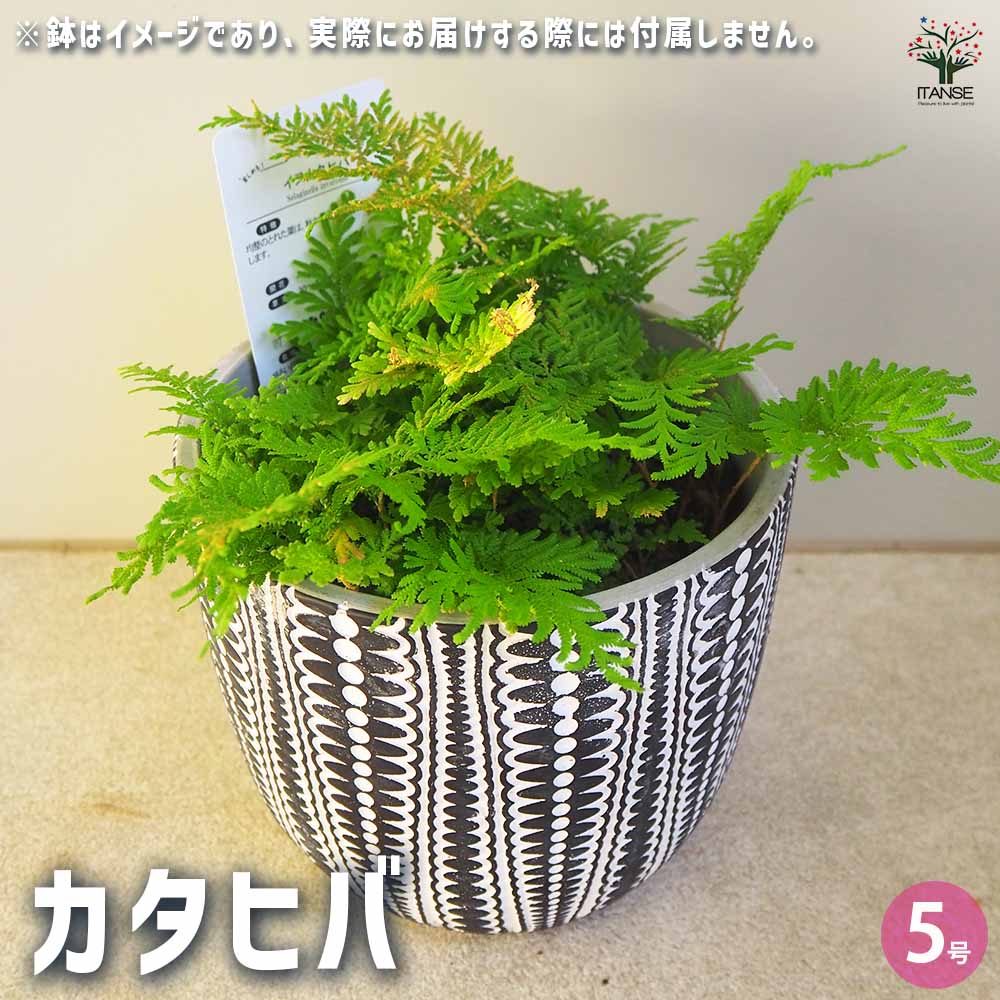 【楽天市場】ITANSE カタヒバ 観葉植物 5号 1個売り 片檜葉 イワヒバ 観葉植物 盆栽 インテリアグリーン 送料無料 即納：植物販売のITANSE楽天市場店