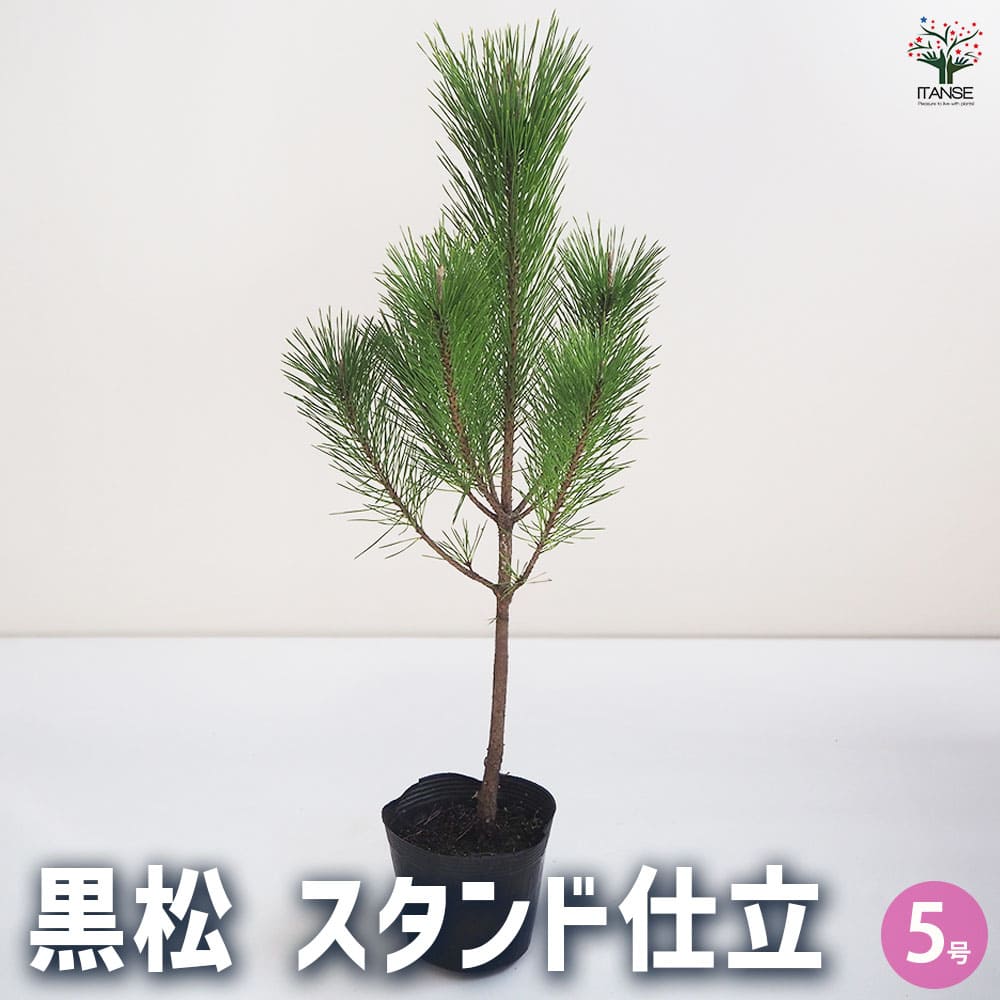 【楽天市場】ITANSE 黒松 スタンド仕立 観葉植物 5号鉢 1個売り 正月飾り お正月 門松 角松 迎春 飾り 寄植 寄せ植え 飾り葉牡丹 葉ボタン アレンジ モダンスタイル 玄関 年賀 ...