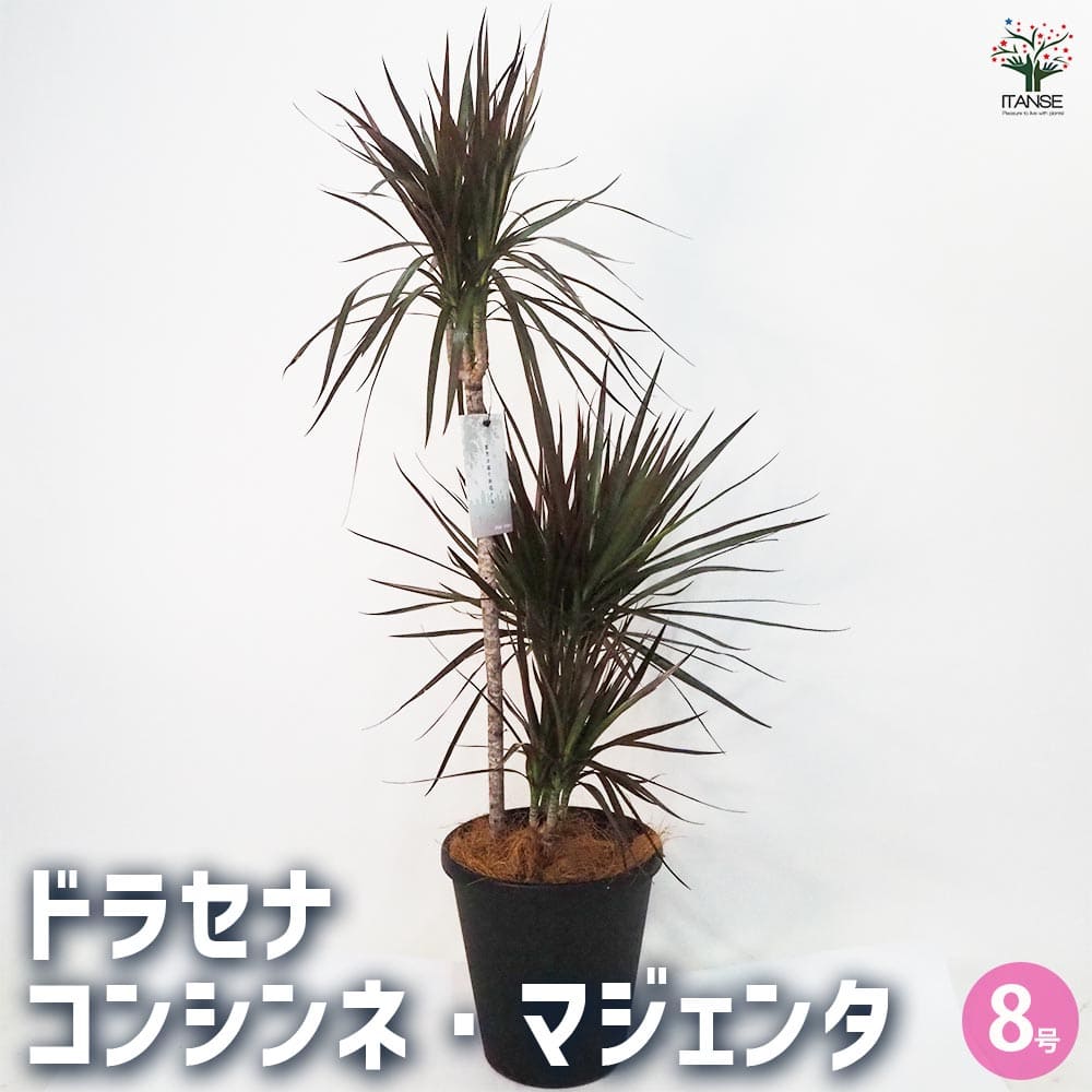 【楽天市場】ITANSE ドラセナ コンシンネ マジェンタ 観葉植物 8号鉢 1個売り リュウゼツラン キジカクシ センネンボク レフレクサ ジェレ ワーネッキー マッサンゲアナ リビング ...
