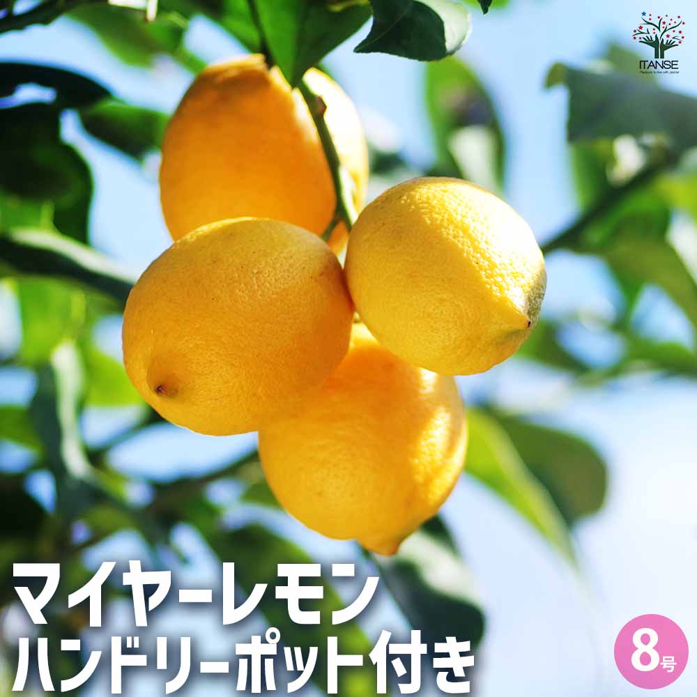 【楽天市場】ITANSE レモンの苗木 マイヤーレモン ハンドリーポット 果樹の苗木 8号 1個売り レモン苗 檸檬 れもん レモンの苗木 柑橘 香酸 シンボルツリー レモンの木 ガーデニング ...