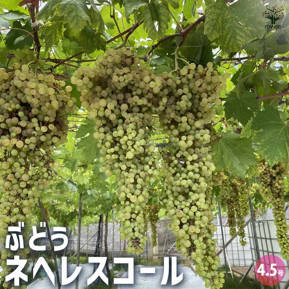【楽天市場】ITANSE ぶどうの苗 ネヘレスコール 果樹の苗木 4.5号ポット 1個売り ぶどう苗 ブドウ苗 葡萄苗 ぶどうの苗木 果樹苗 果樹 果物 くだもの 栽培 ガーデニング 家庭菜園 ...