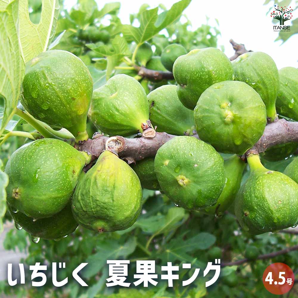 【楽天市場】ITANSE イチジクの苗木 夏果キング 果樹の苗木 4.5号ポット 1個売り イチジク苗 イチジク苗木 イチジクの苗 無花果 果樹苗 果樹 果物 くだもの 栽培 ガーデニング ...