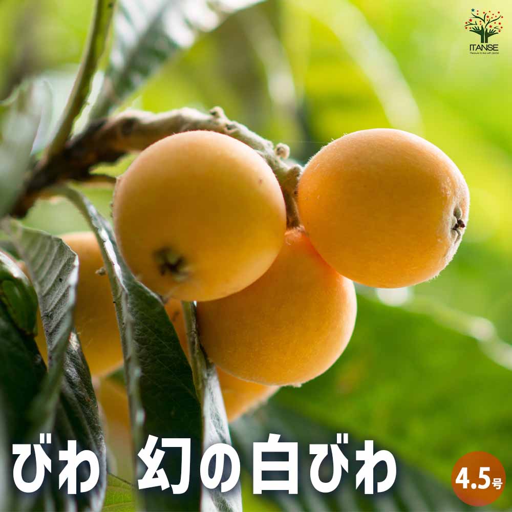 【楽天市場】ITANSE ビワの苗木 幻の白びわ 果樹の苗木 4.5号ポット 1個売り ビワ苗 びわ苗木 ビワの苗 びわの苗 簡単栽培 ガーデニング 家庭菜園 送料無料 即納：植物販売の ...