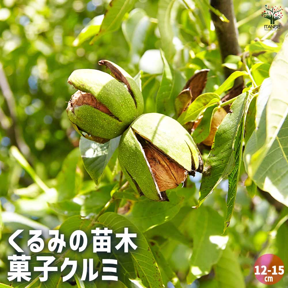 【楽天市場】【送料無料】くるみの苗木 菓子クルミSサイズ12～ 果樹の苗木 12～15cmポット 1個売り 胡桃の苗 胡桃苗 胡桃の木 クルミ 家庭菜園 庭植え 花木 植木 庭木 鉢植え 送料 ...