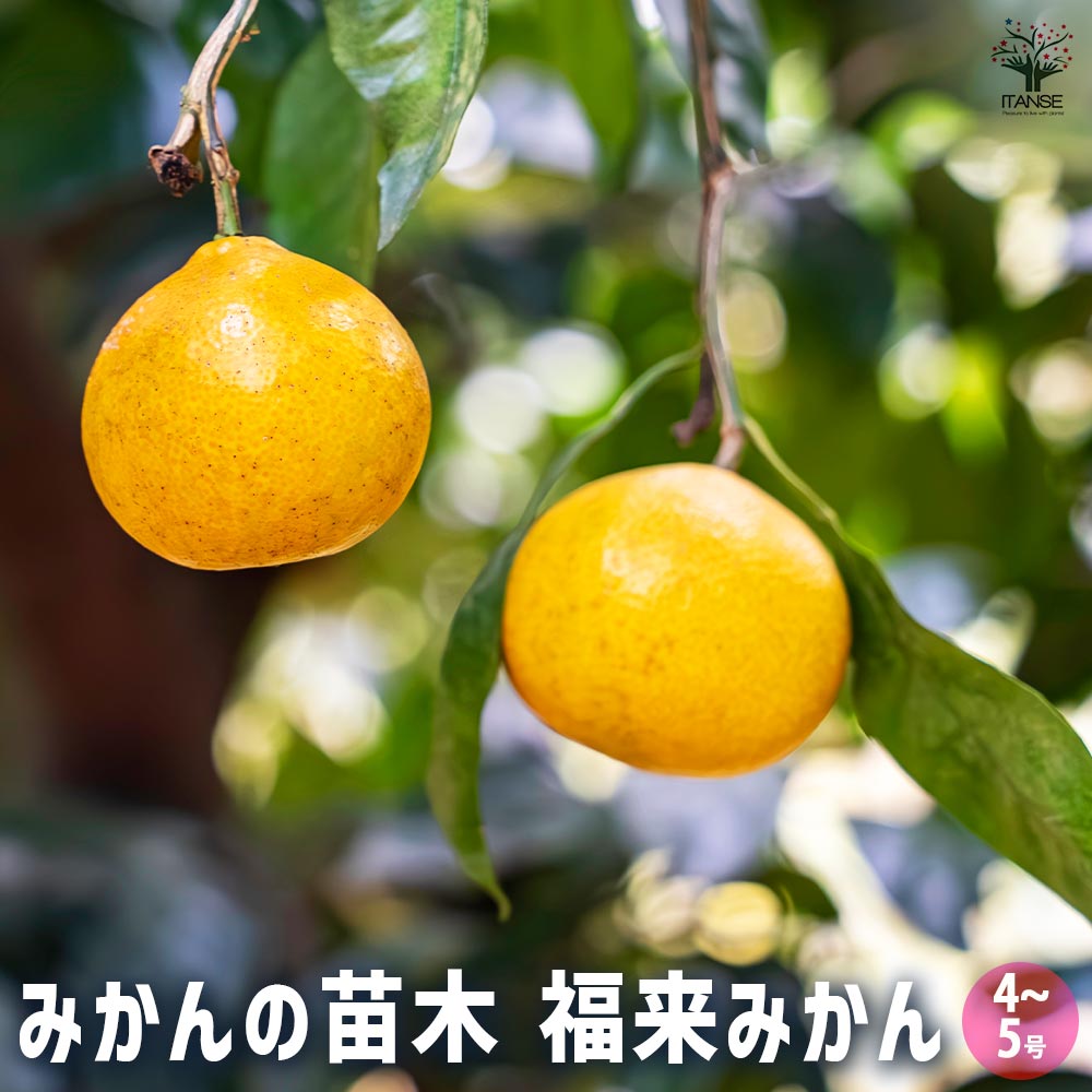 【楽天市場】ITANSE みかんの苗木 ふくれみかん 果樹の苗木 4～5号ポット 1個売り ミカン苗 シンボルツリー 記念樹 路地植え 送料無料 即納：植物販売のITANSE楽天市場店
