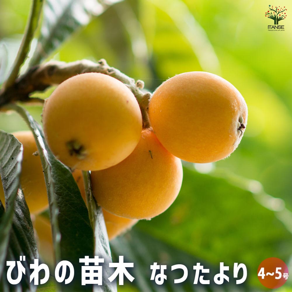 【楽天市場】ITANSE 枇杷 ( びわ ) の苗木 なつたより 果樹の苗木 4号 1個売り ビワ苗 ビワの苗 ビワの苗木 ビワ苗木 枇杷苗 枇杷苗木 びわ苗 びわの苗 送料無料 即納：植物 ...