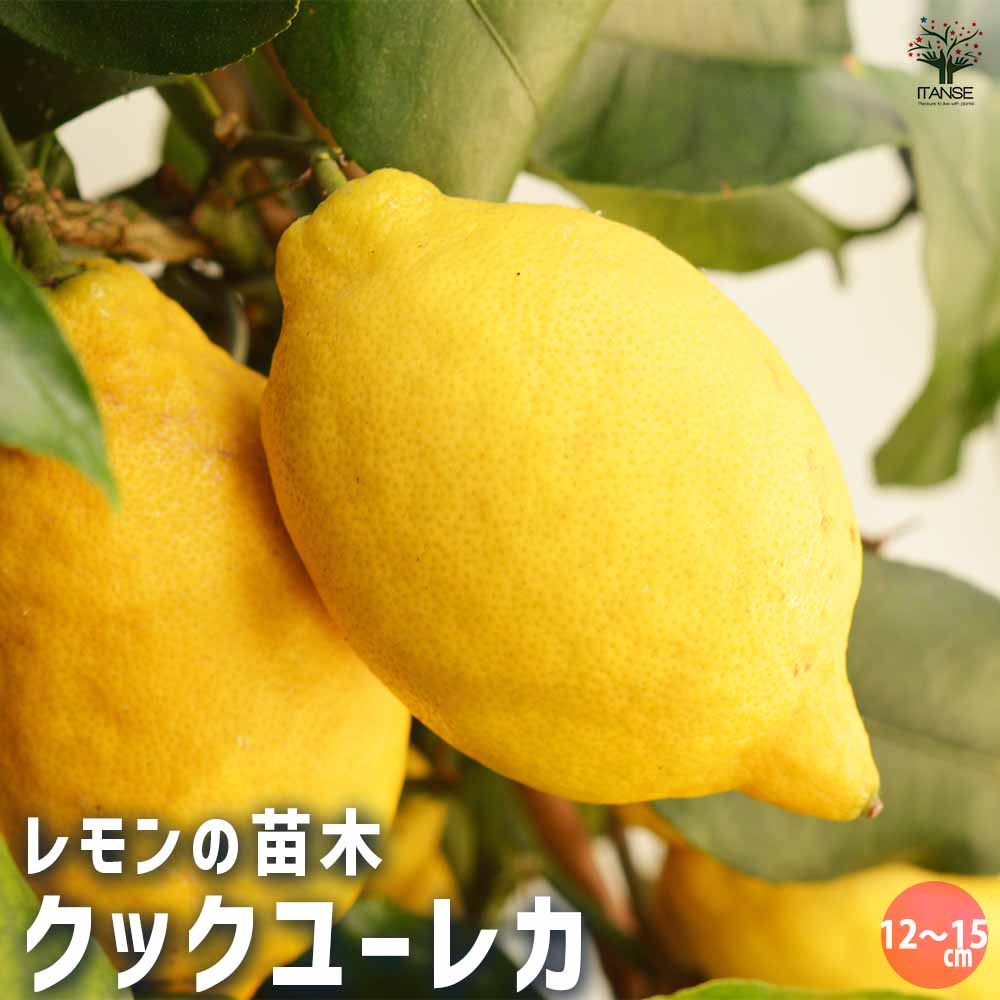 【楽天市場】ITANSE レモンの苗木 クックユーレカ12～ 果樹の苗木 4号 1個売り レモン苗 檸檬 れもん レモンの苗木 柑橘 香酸 シンボルツリー ガーデニング 家庭菜園 送料無料 ...