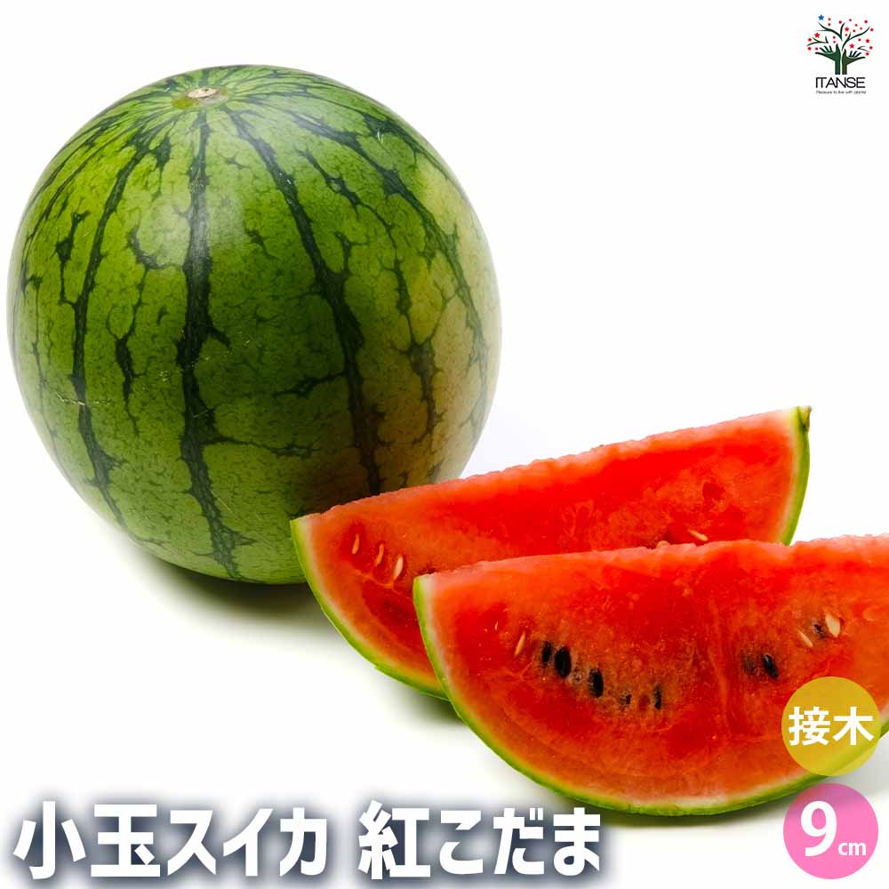 【楽天市場】ITANSE スイカの苗 紅小玉スイカ 野菜の苗 接木苗3号 野菜苗 くだもの 果物 果樹苗 ガーデニング 家庭菜園 watermelon suica すいか スイカ 果実 ウリ科 ...