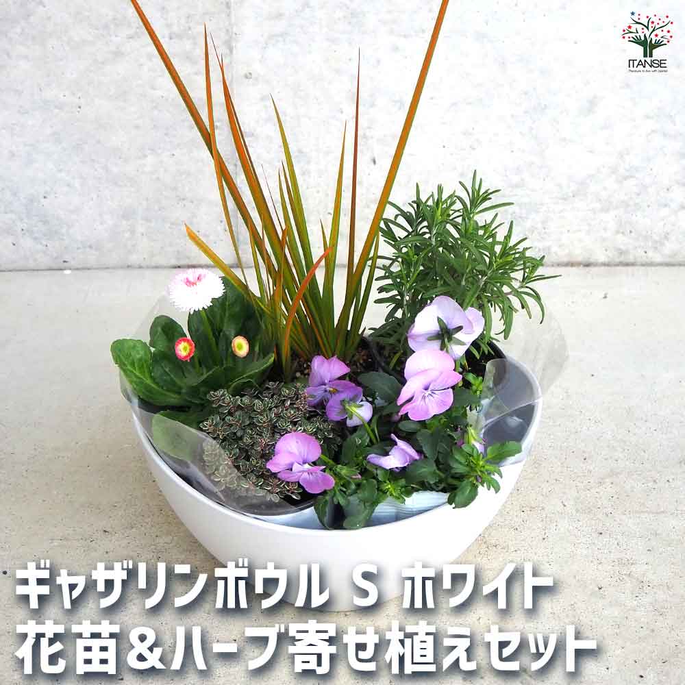 【楽天市場】ITANSE ギャザリン ボウル ホワイト 資材 Sサイズ 季節の花苗＆カラーリーフ寄せ植え風 投げ込みCセット プラスチック 寄せ植え コンパクト 受皿 浅皿 プランター 送料 ...