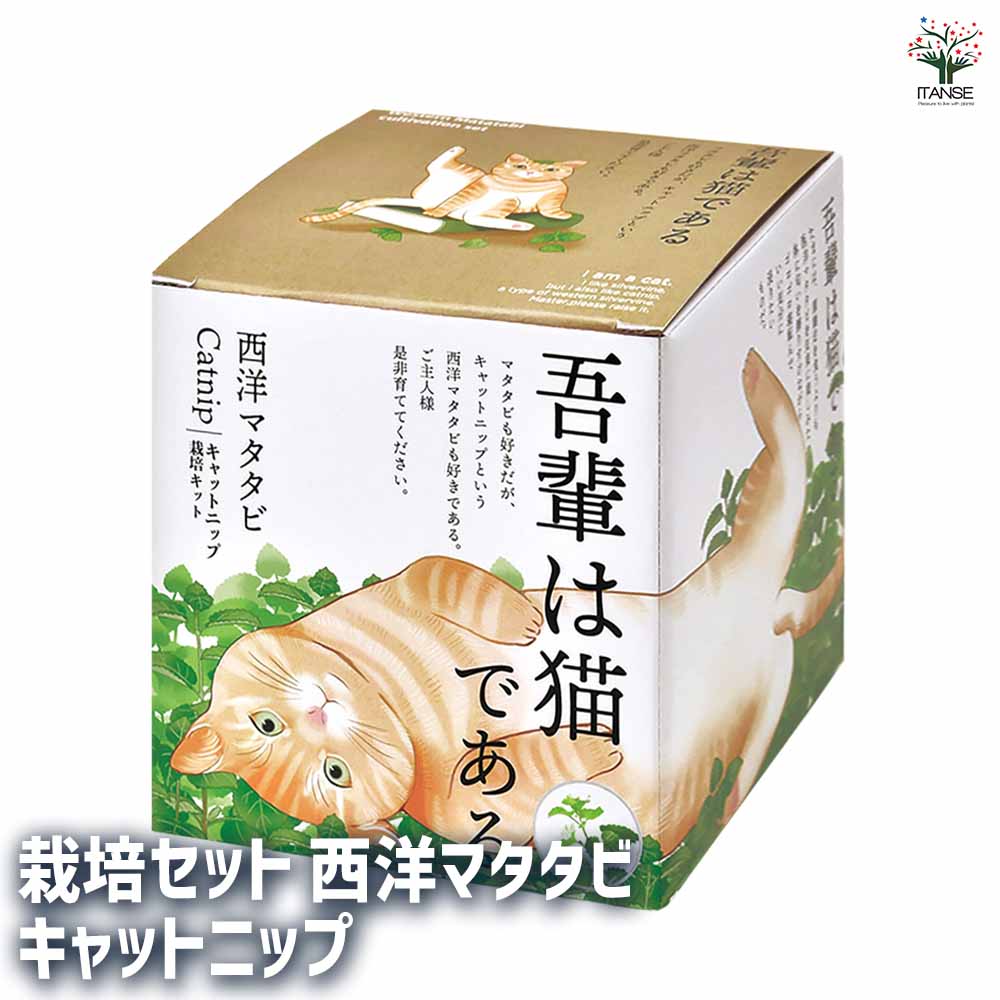 【楽天市場】ITANSE 栽培セット 西洋マタタビ キャットニップ 1個売り 簡単キット 栽培キット お手軽ガーデニング 室内 送料無料 即納：植物販売のITANSE楽天市場店