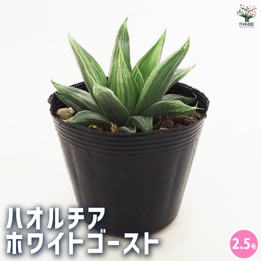 【楽天市場】ITANSE ハオルチア ホワイトゴースト 多肉植物 2.5号ポット 多肉植物 ハオルチア ハオルチア属 ハオルシア 観葉植物 ギフト 贈り物 送料無料 即納：植物販売の ...
