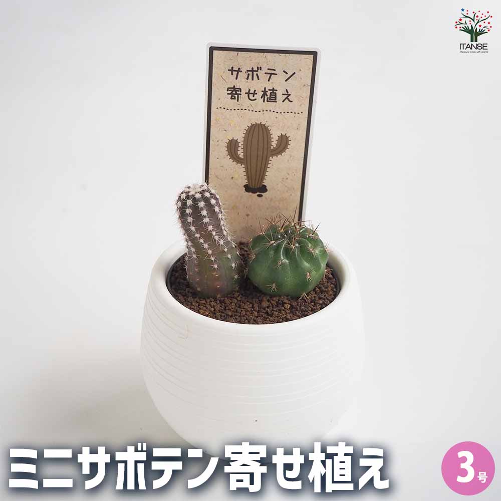 【楽天市場】【送料無料】ミニサボテン ダブル 品種mix 【多肉植物 3号】さぼてん 仙人掌 多肉植物 観葉植物 リビング オフィス 事務所：植物販売のITANSE楽天市場店