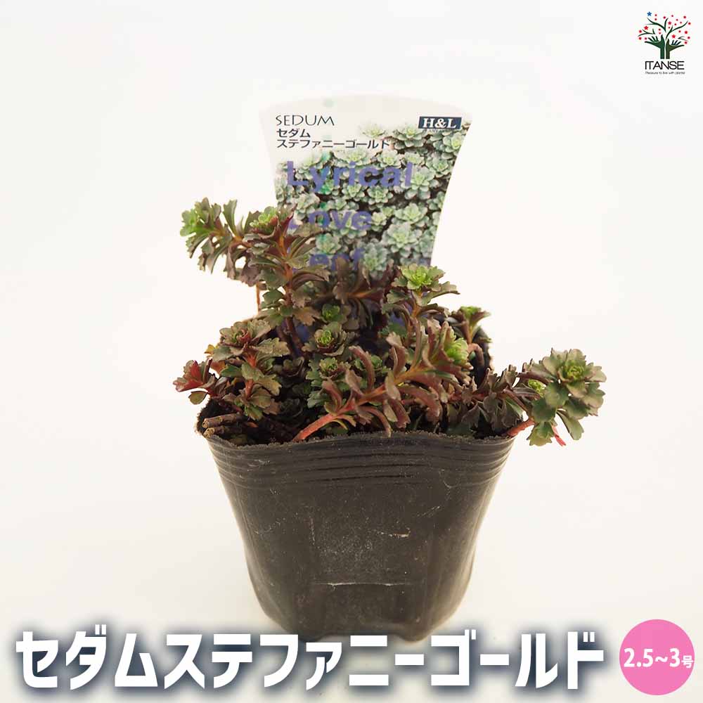 【楽天市場】ITANSE セダム ステファニーゴールド 多肉植物 2.5～3号 グランドカバー 観葉植物 リビング オフィス インテリア 送料無料 即納：植物販売のITANSE楽天市場店