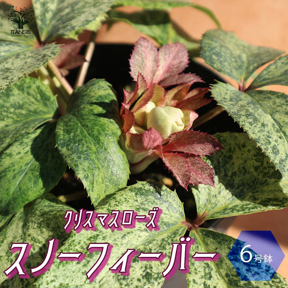 【楽天市場】ITANSE クリスマスローズ HGC：スノーフィーバー 花苗 6号ポット 1個売り クリスマスローズ苗 キンボウゲ ヘレボルス 多花性 カラーリーフ 生け垣 生垣 庭木 植木 ...