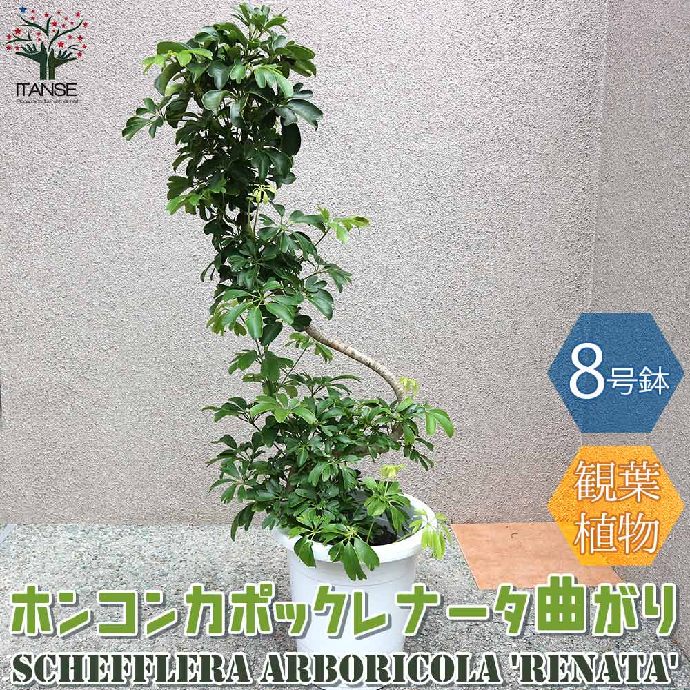 【楽天市場】ITANSE ホンコンカポック レナータ ( 曲がりアレンジ ) 観葉植物 8号プラスチック鉢 1個売り 金魚葉カポック リビング オフィス 事務所 インテリア 送料無料 即納 ...