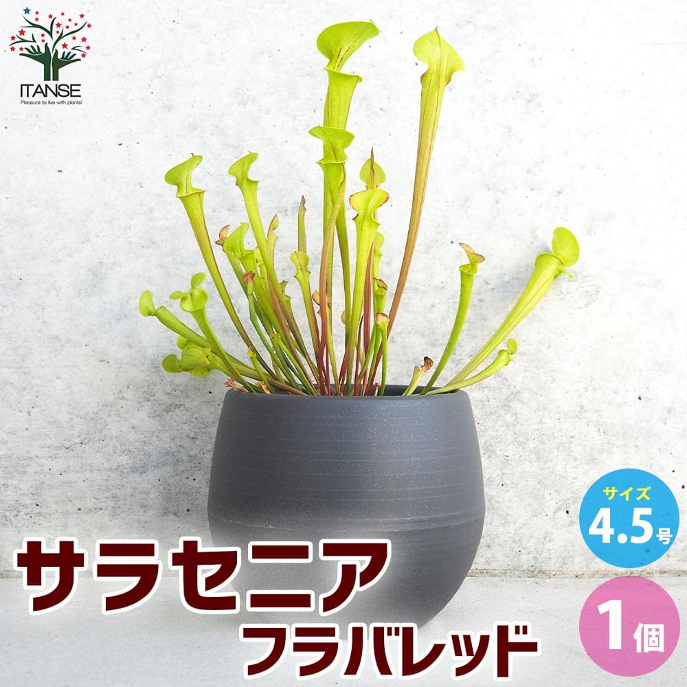 【楽天市場】ITANSE サラセニア フラバレッド 観葉植物 4.5号鉢 1個売り ハエトリソウ はえとりそう ハエ取草 送料無料 即納：植物販売のITANSE楽天市場店