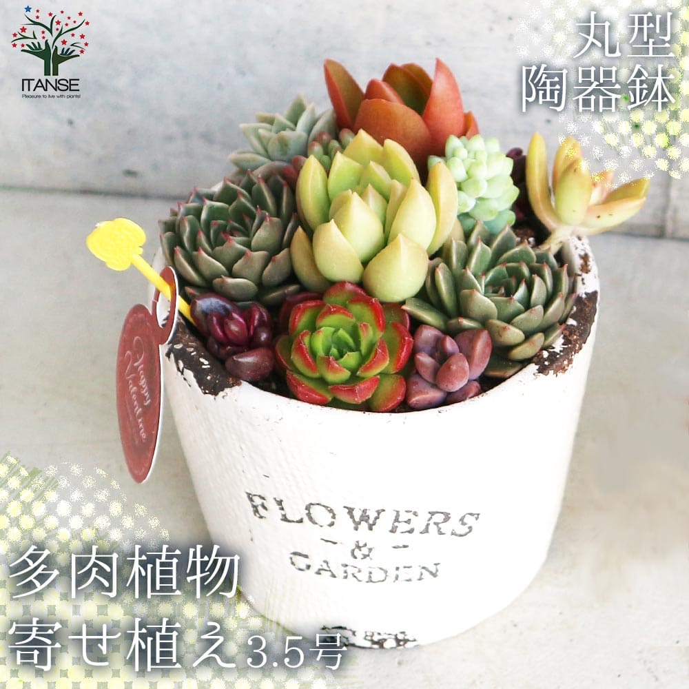 【楽天市場】【送料無料】多肉植物 寄せ植え【多肉植物 丸型陶器鉢／1個売り】多肉植物 寄せ植え ガーデニング リビング オフィス 事務所 インテリア：植物販売のITANSE楽天市場店