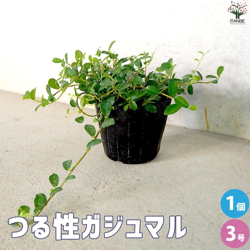 【楽天市場】【送料無料】つる性ガジュマル 【観葉植物 3号ポット／1個売り】観葉 つる性 フィカス シャングリア テリハイヌビワ 多幸の木：植物販売のITANSE楽天市場店
