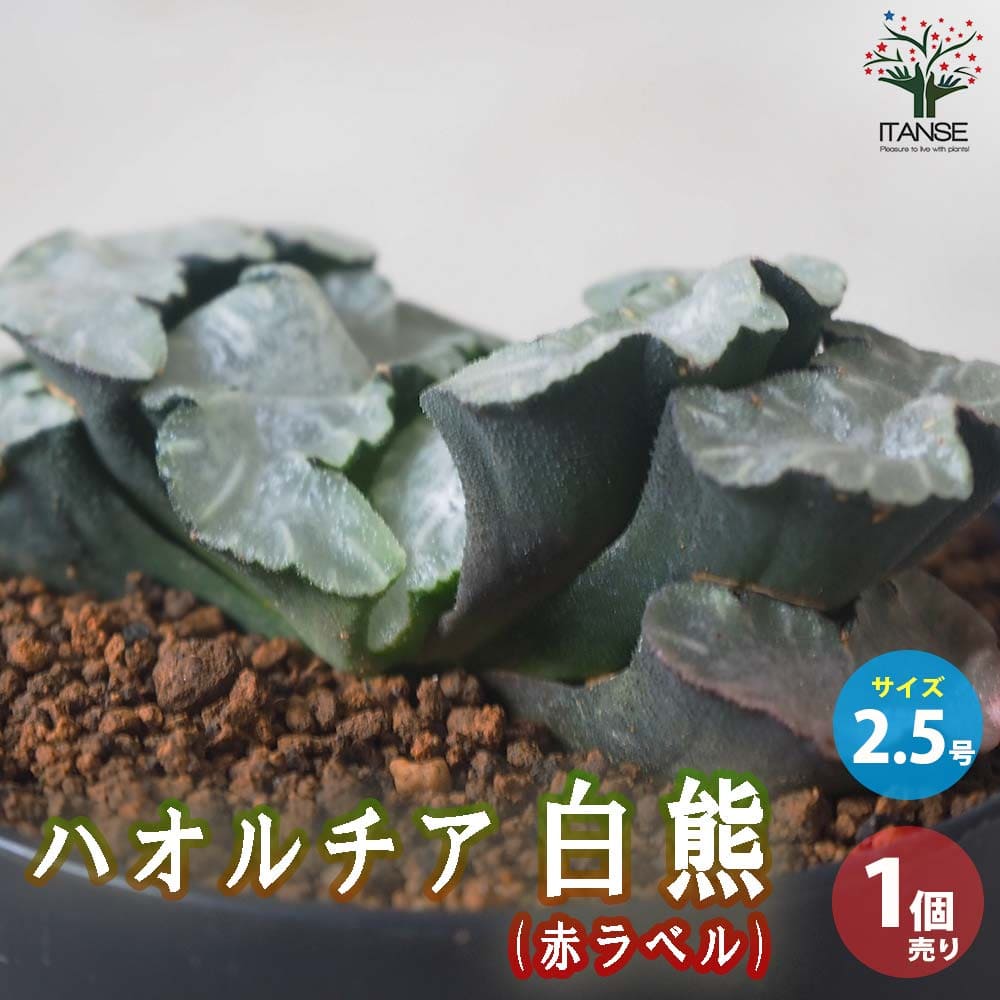 【楽天市場】ITANSE ハオルチア ( 赤 ) 白熊 多肉植物 2.5号鉢 1個売り 多肉植物 ハオルチア ハオルチア属 ハオルシア Haworthia 観葉植物 ギフト 贈り物 送料無料 ...